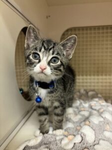 56510509 - Young-Williams Animal Center
