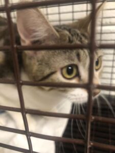 Sass - Young-Williams Animal Center