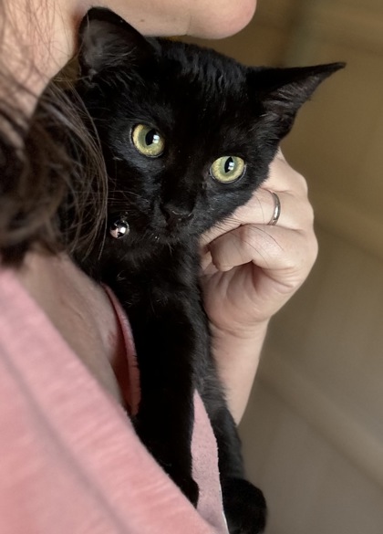 56492485 - Young-Williams Animal Center