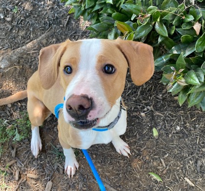 56566837 - Young-Williams Animal Center