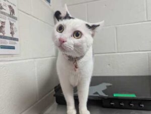 Lucy Moo - Young-Williams Animal Center