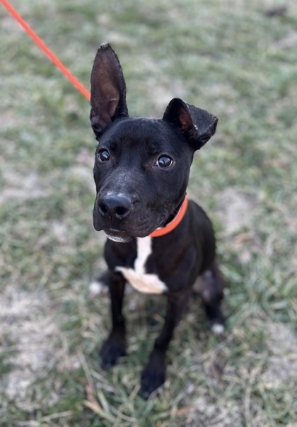 Toast - Young-Williams Animal Center