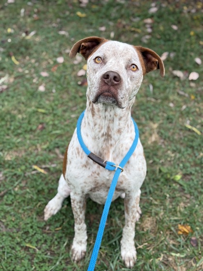 Gizzard - Young-Williams Animal Center