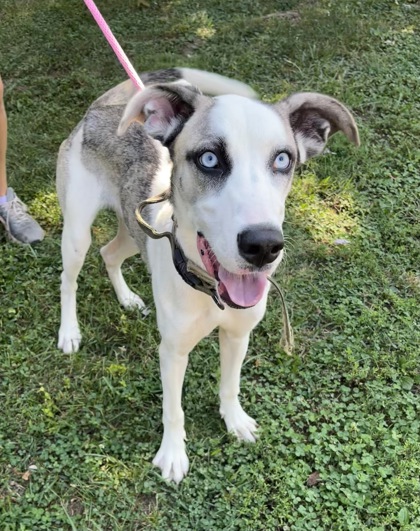 56680986 - Young-Williams Animal Center