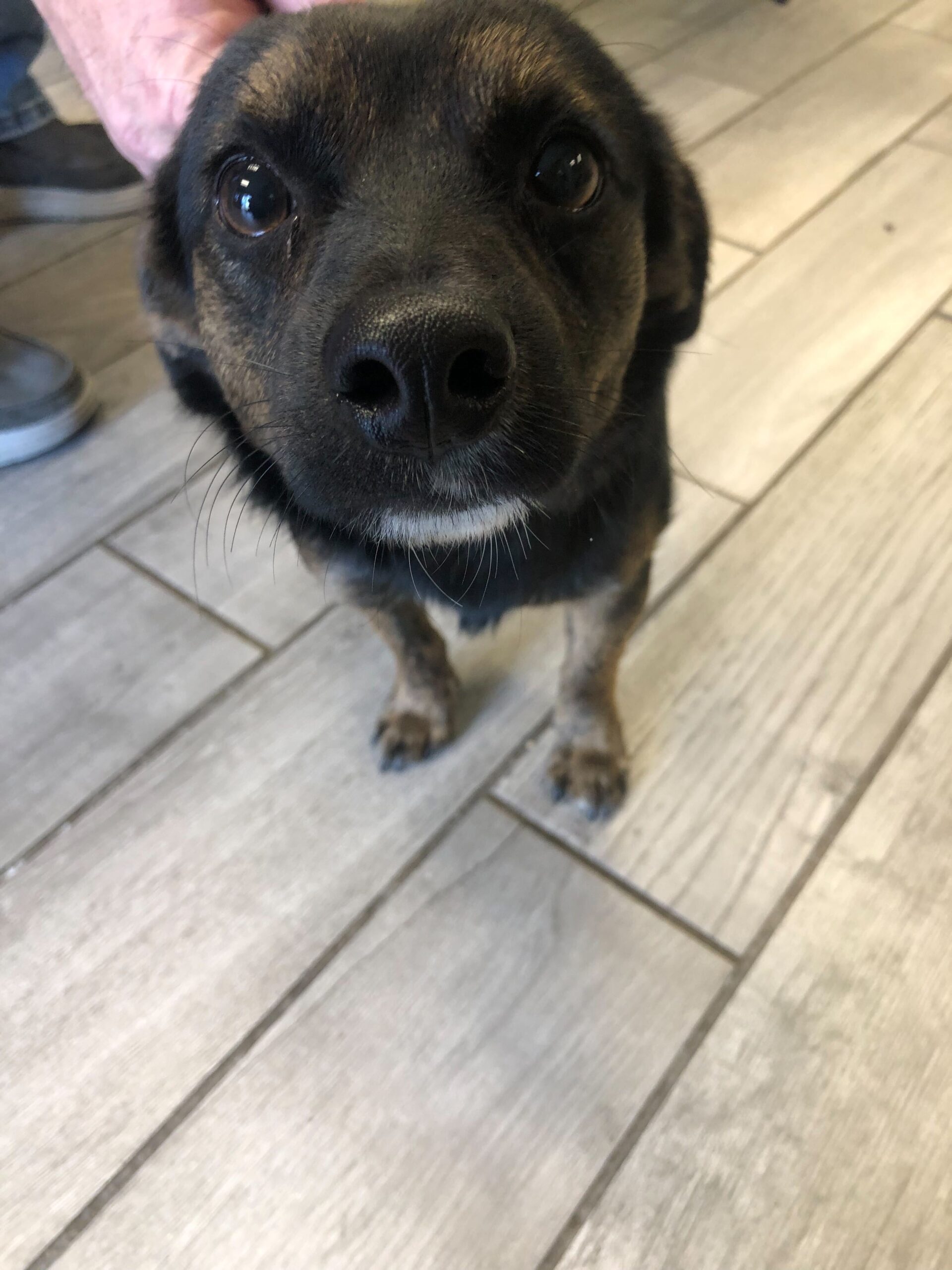 57136036 - Young-Williams Animal Center