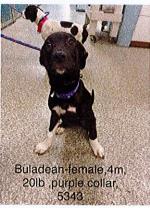 Buladean - Young-Williams Animal Center