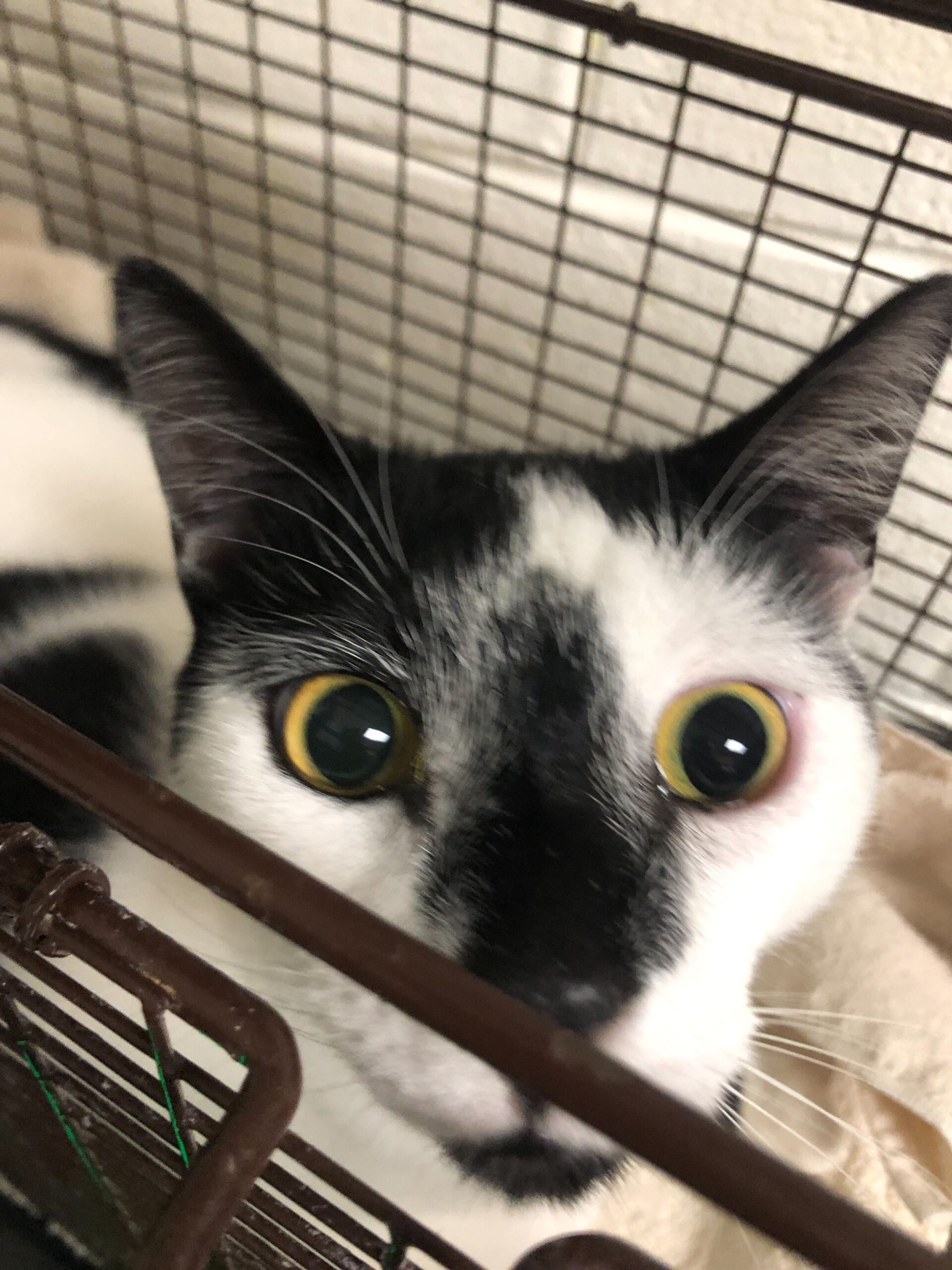 Casper - Young-Williams Animal Center