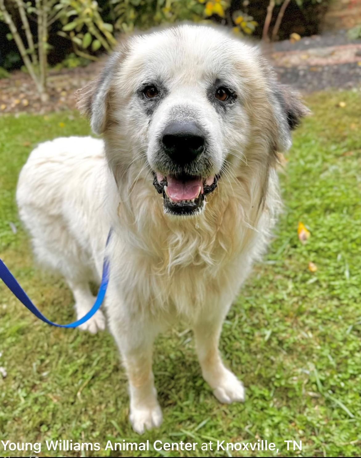 57029225 - Young-Williams Animal Center