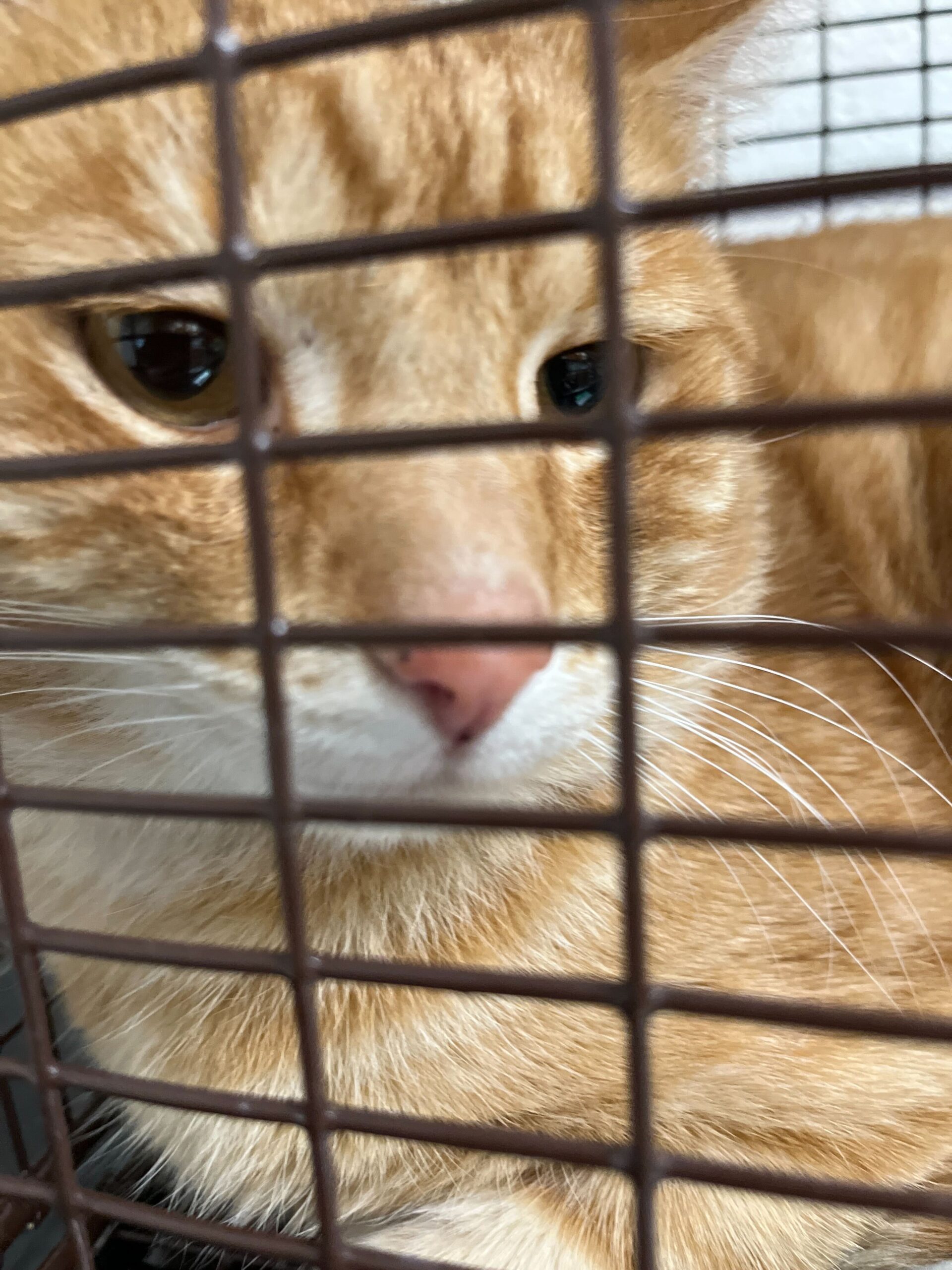 57119217 - Young-Williams Animal Center