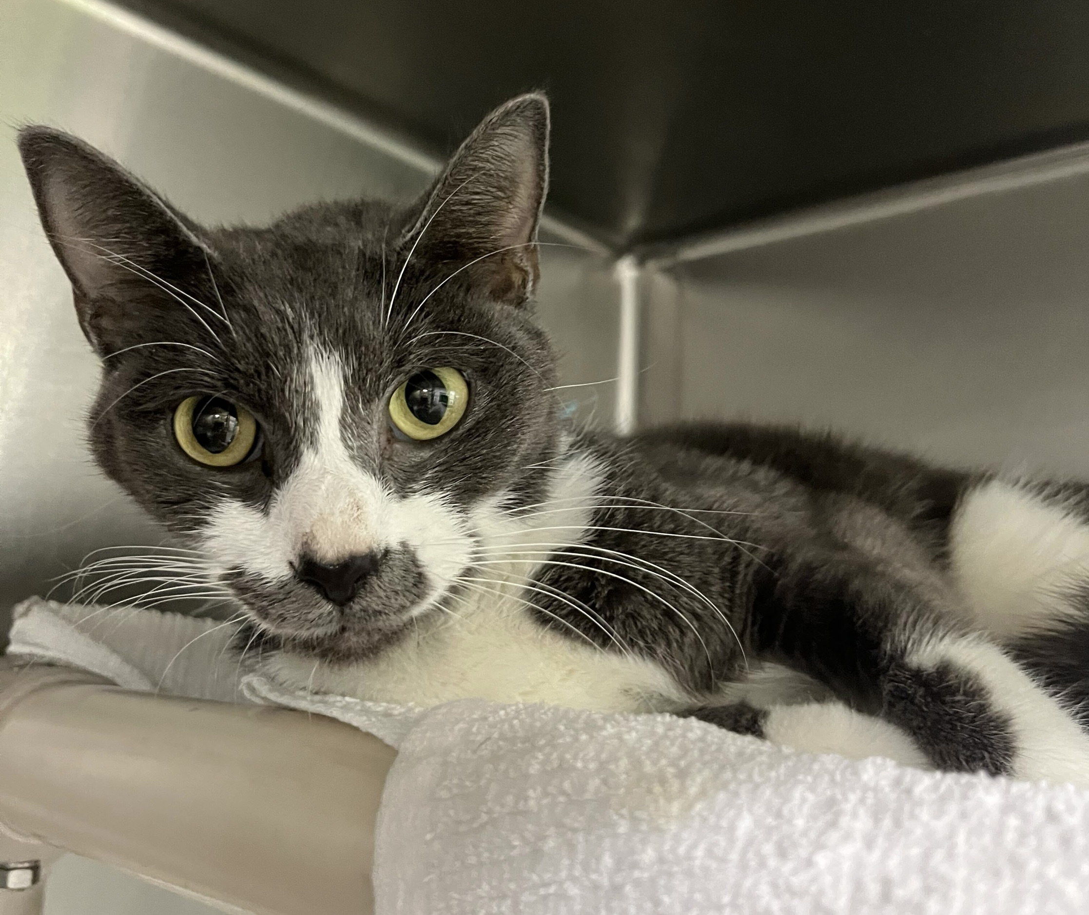 Howie - Young-Williams Animal Center