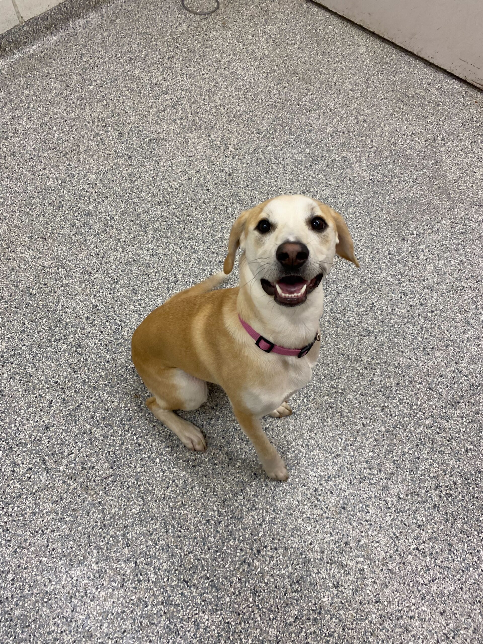 57076510 - Young-Williams Animal Center