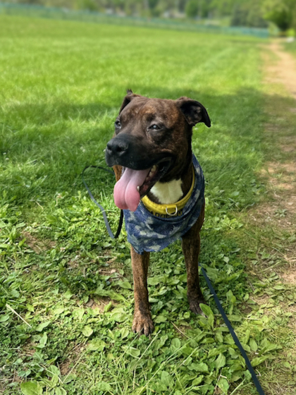 Huck - Young-Williams Animal Center