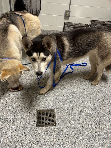 Ela - Young-Williams Animal Center