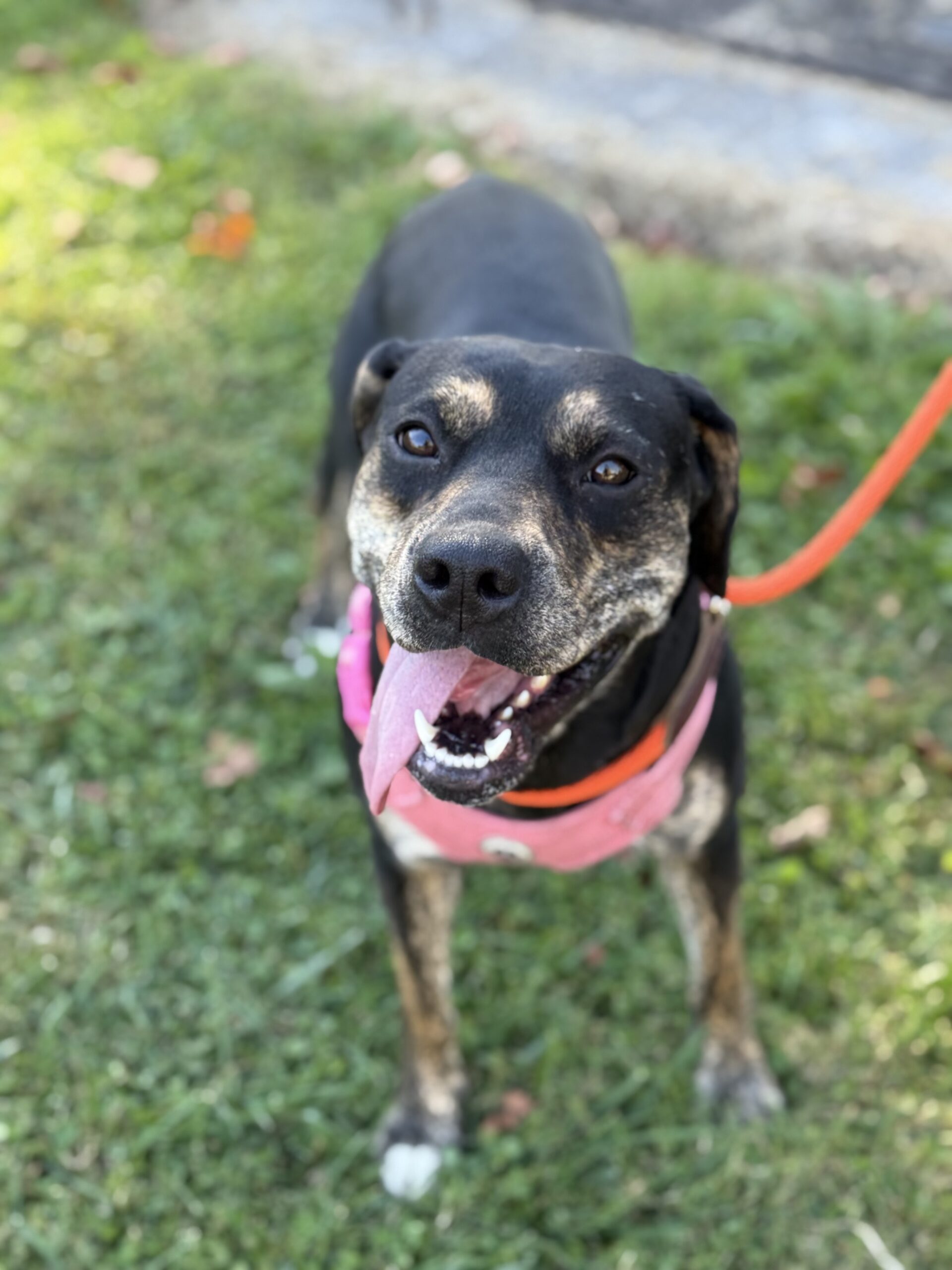 57088829 - Young-Williams Animal Center