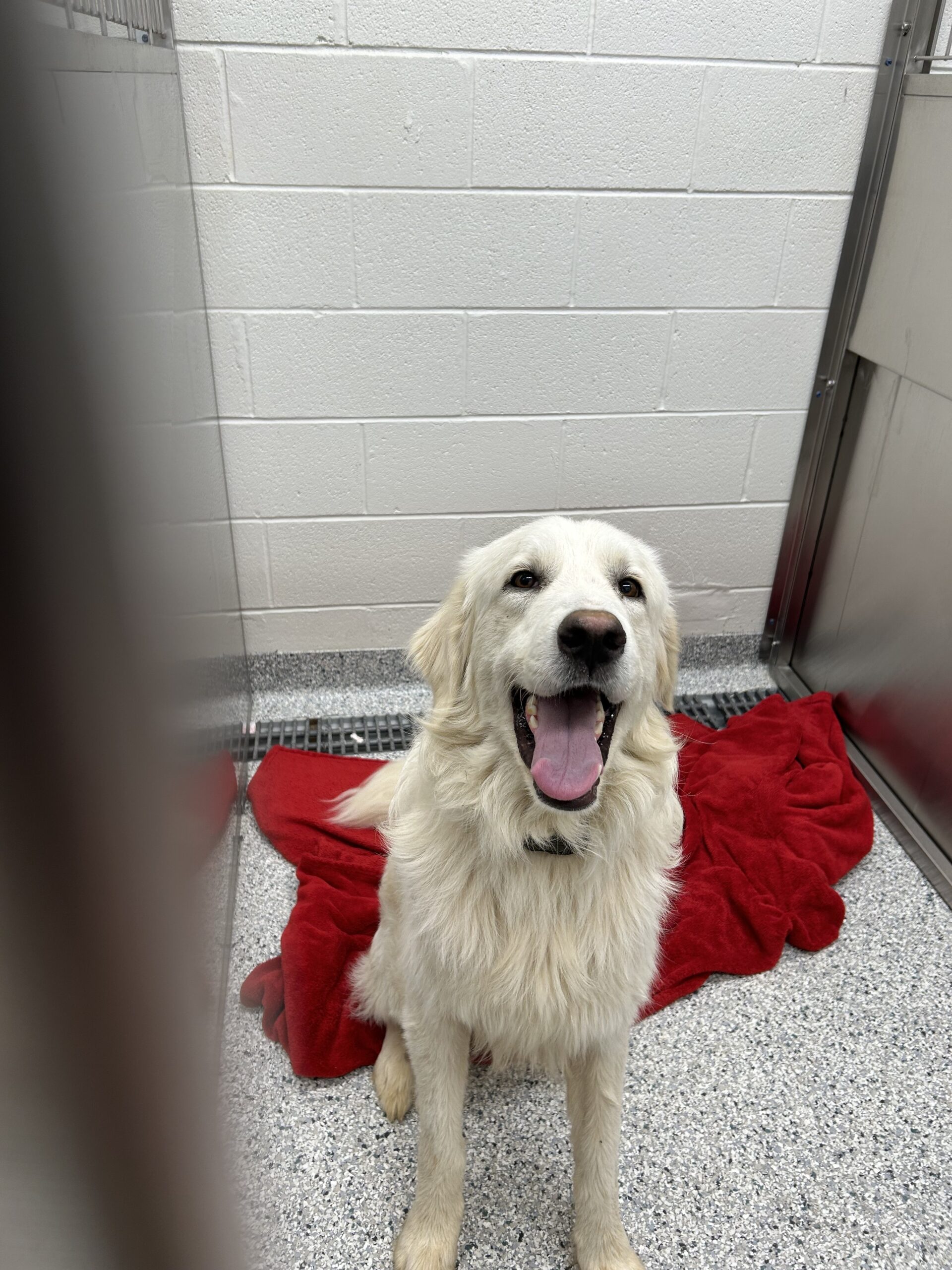 57128955 - Young-Williams Animal Center