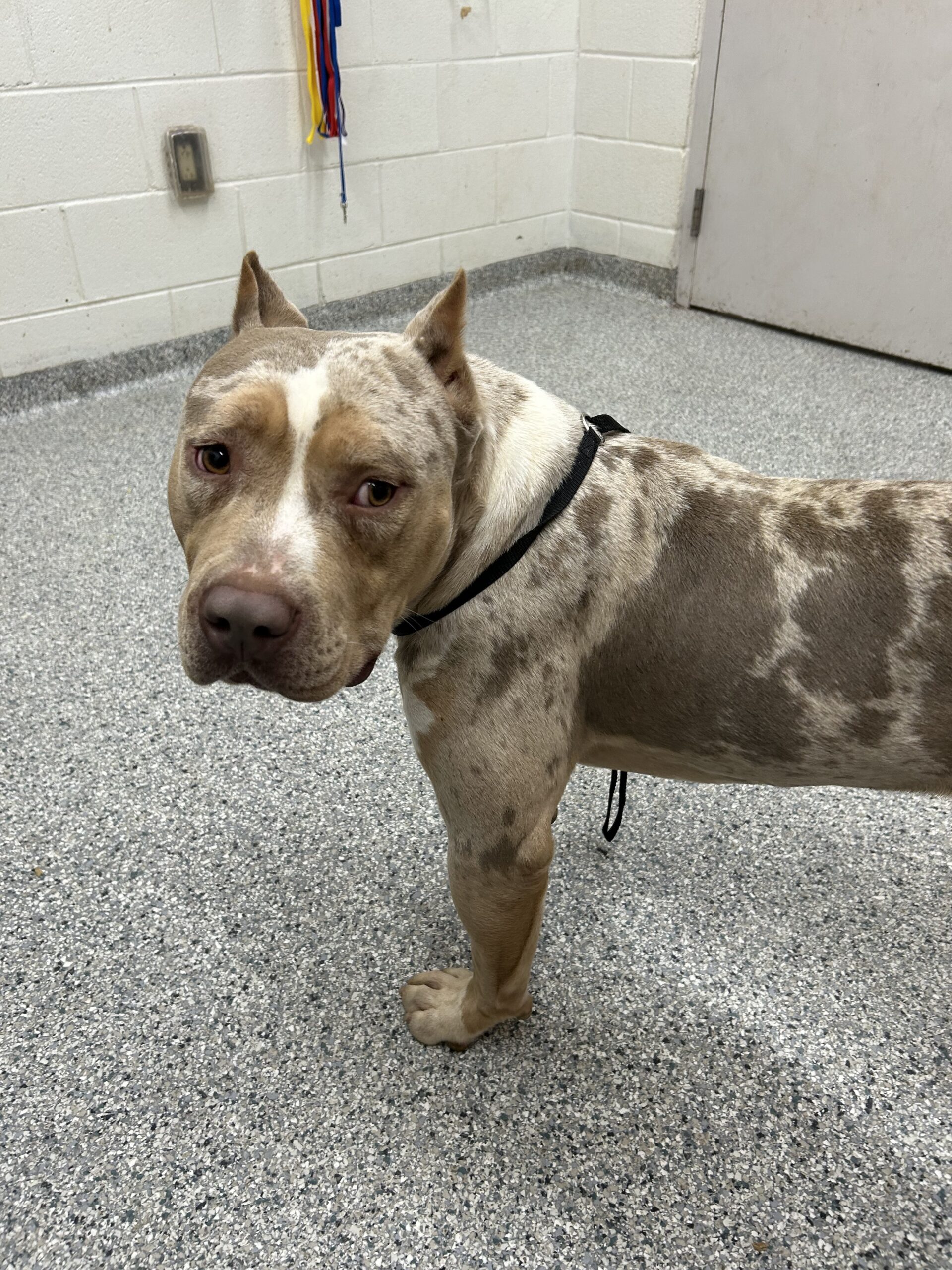 57096080 - Young-Williams Animal Center