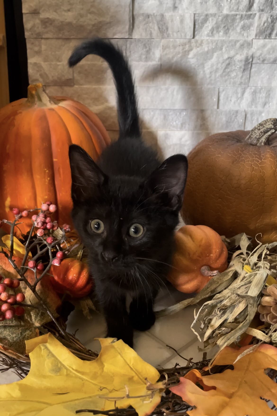 Titus - Young-Williams Animal Center