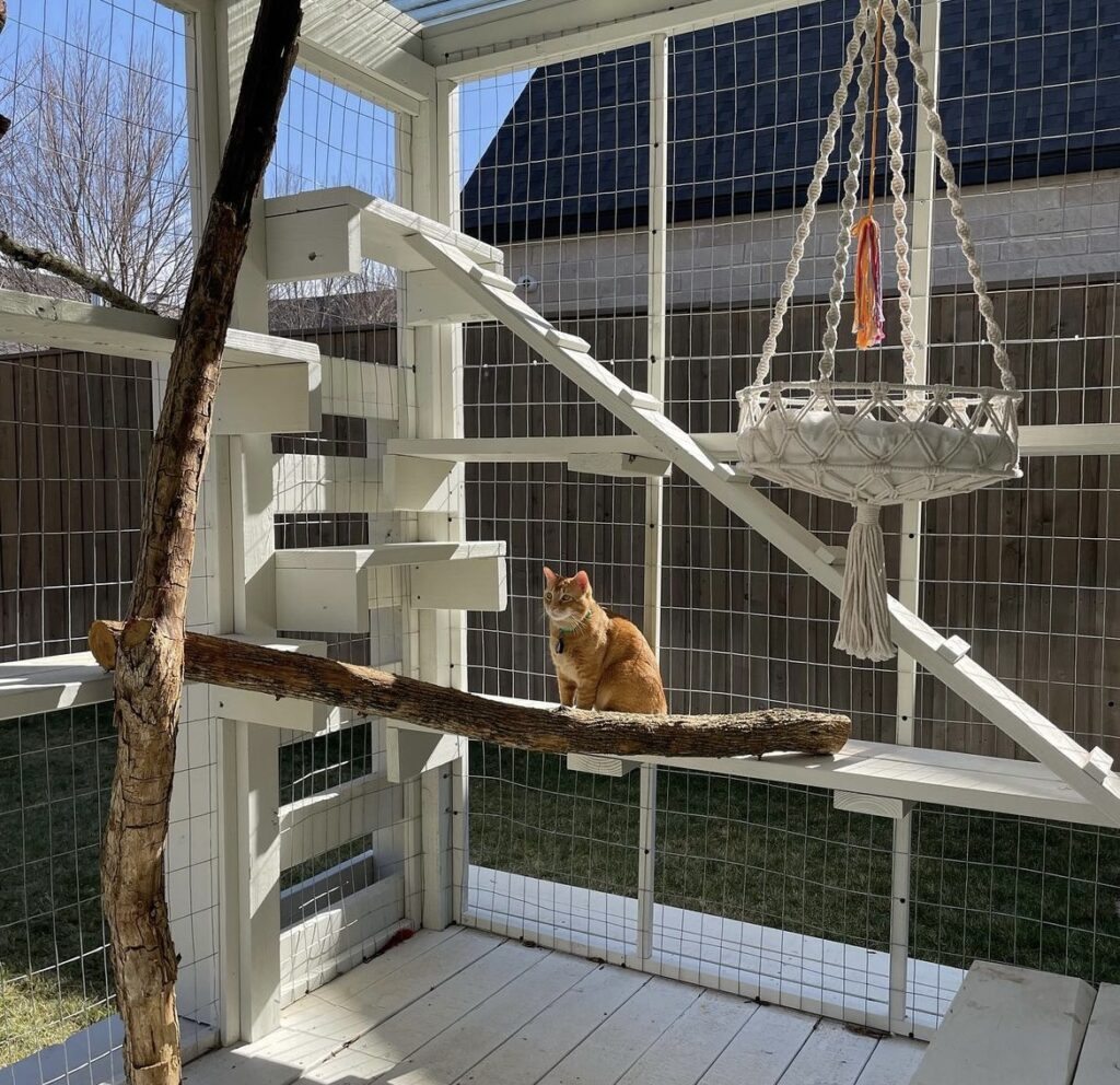The Hidden Benefits of Vertical Space: Why Cats Love to Climb - Young ...