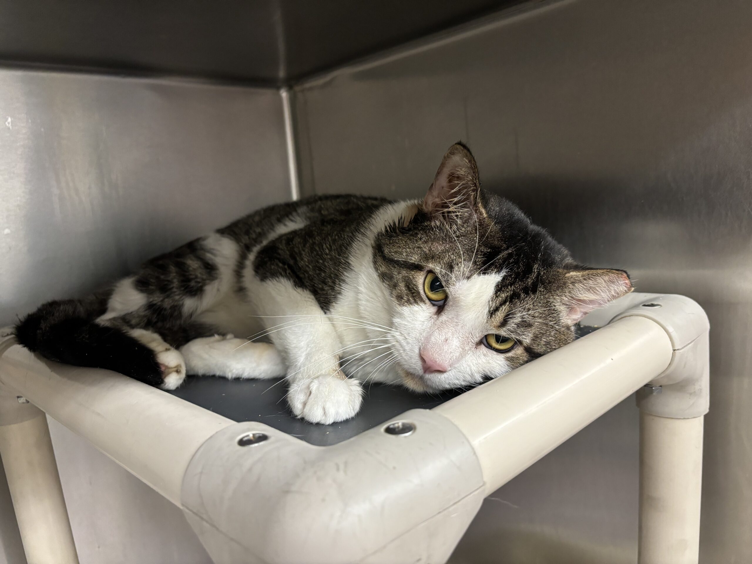 57040910 - Young-Williams Animal Center