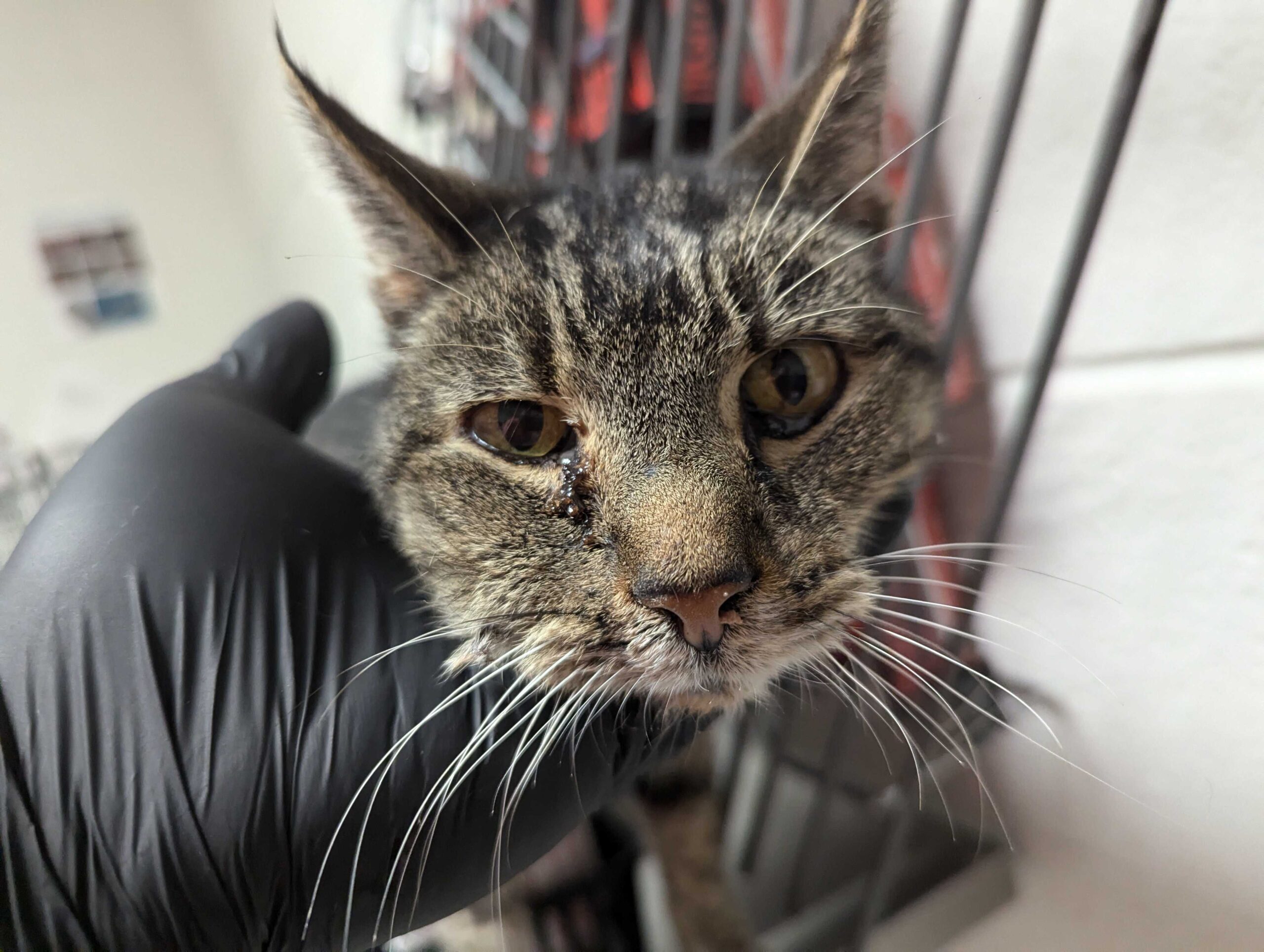 Beanie - Young-Williams Animal Center