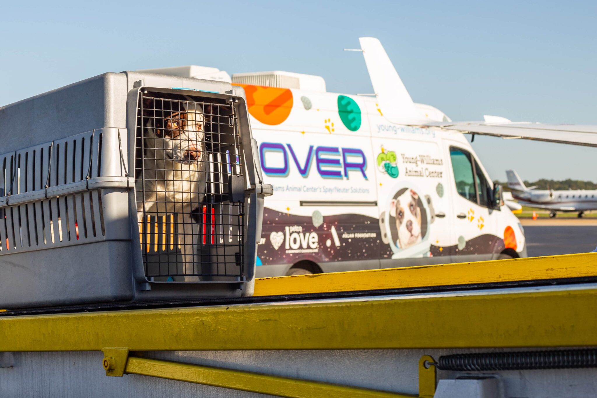 Supporting Animals and Communities After Hurricane Helene - Young ...