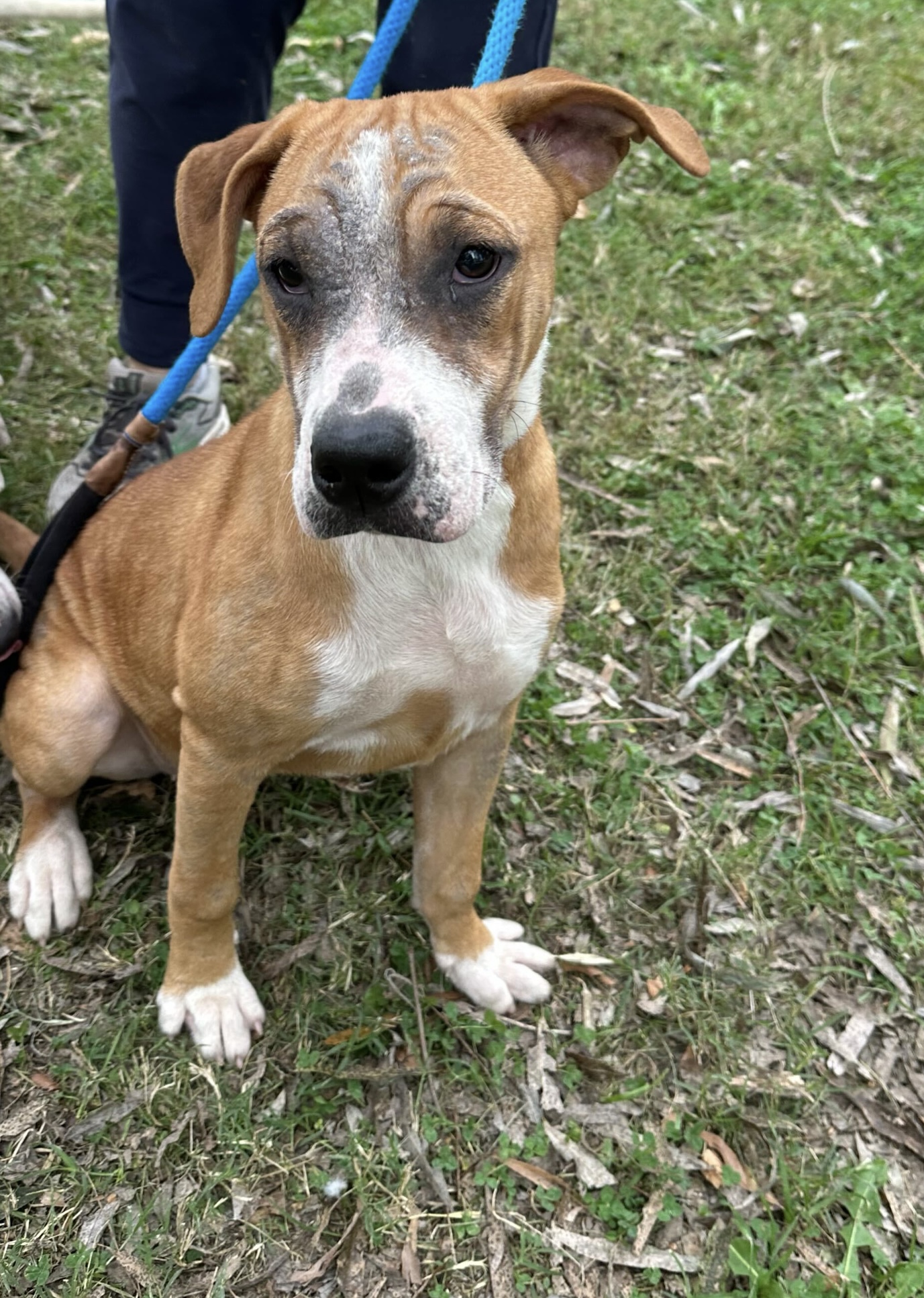 57054246 - Young-Williams Animal Center