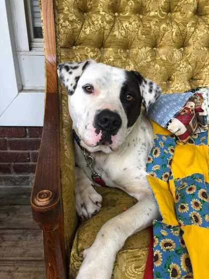 Zeus - Young-Williams Animal Center