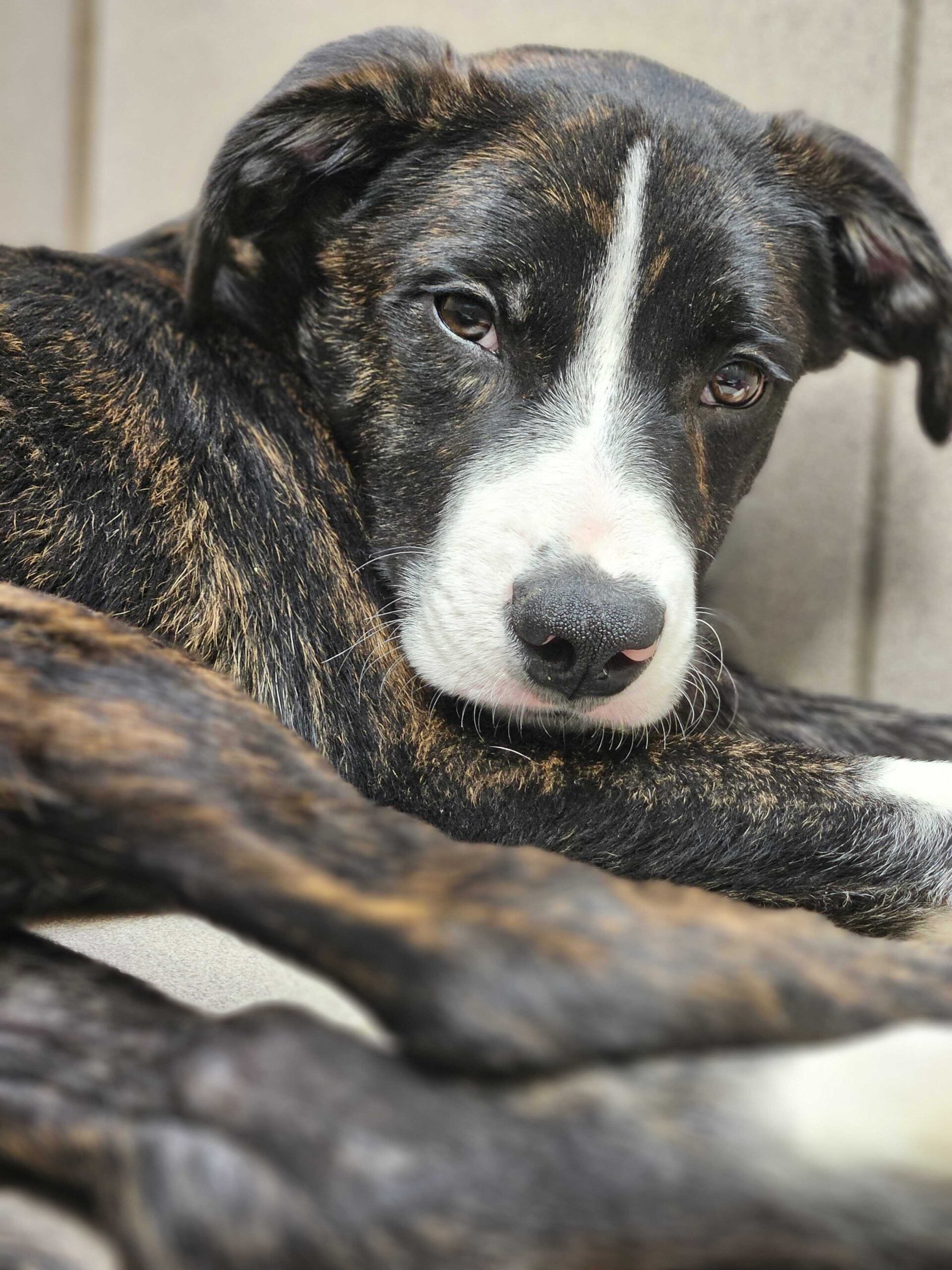 57049140 - Young-Williams Animal Center