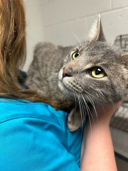 Grayson - Young-Williams Animal Center