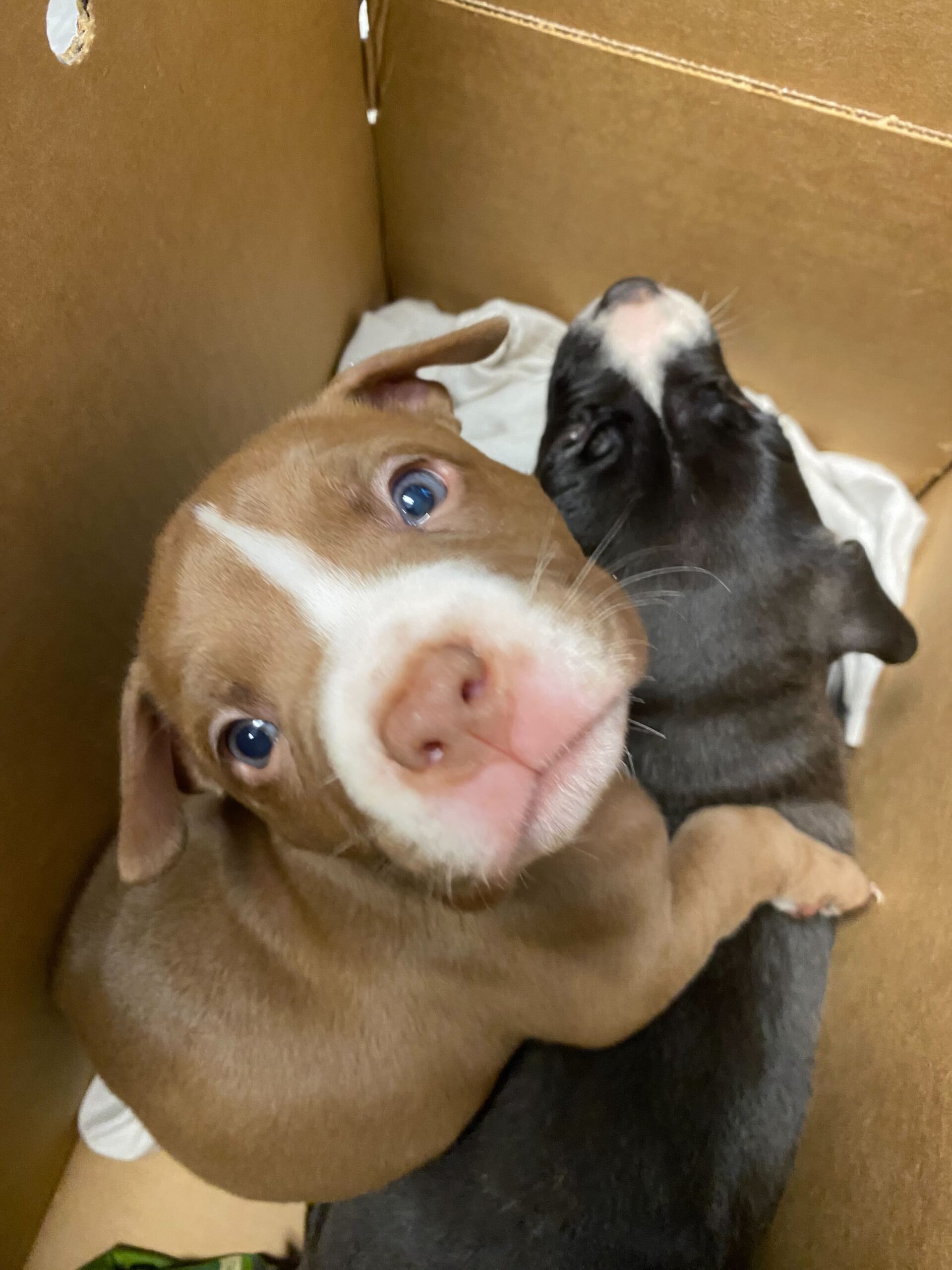 57124051 - Young-Williams Animal Center