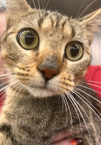 57261161 - Young-Williams Animal Center