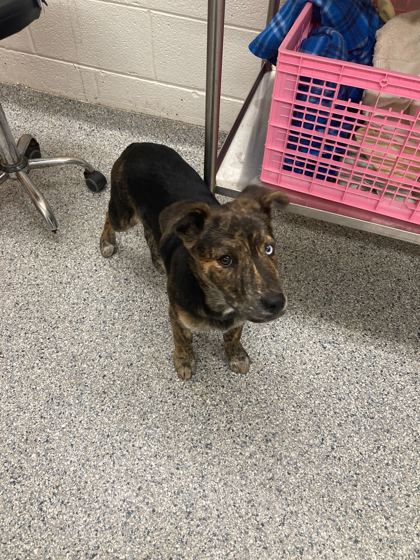 LaLa - Young-Williams Animal Center