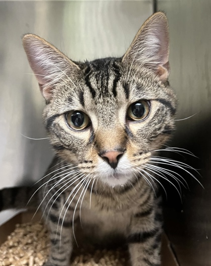 nila - Young-Williams Animal Center