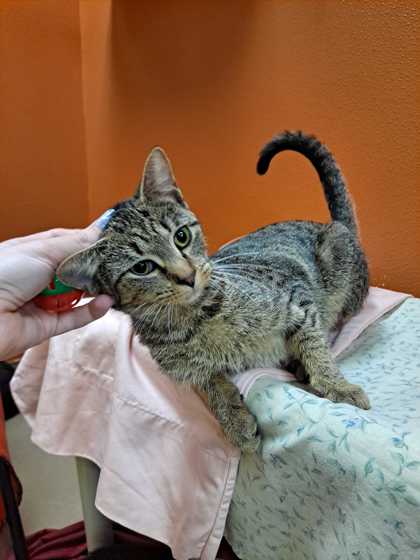 Mila - Young-Williams Animal Center