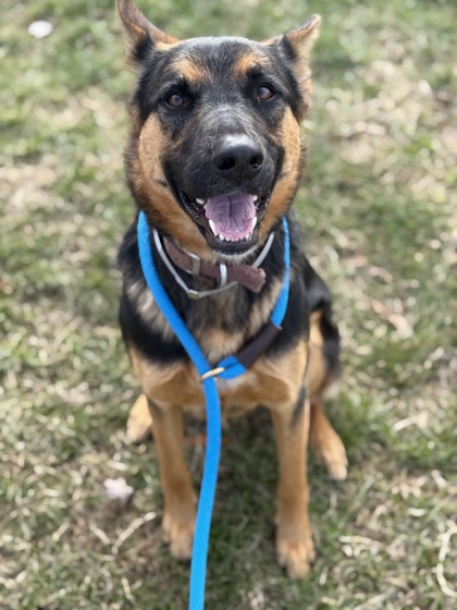 Poppy - Young-Williams Animal Center