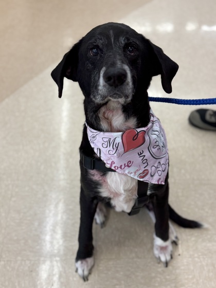Diesel - Young-Williams Animal Center