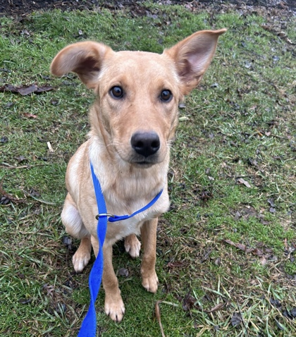 57454868 - Young-Williams Animal Center