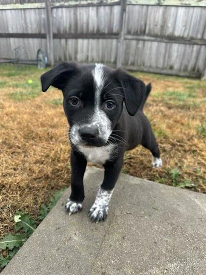 Fitz - Young-Williams Animal Center