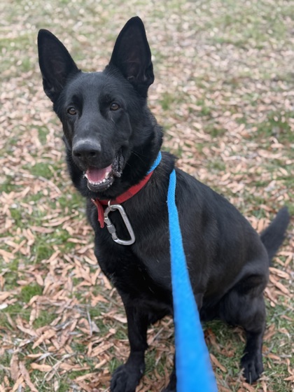 Guapo - Young-Williams Animal Center