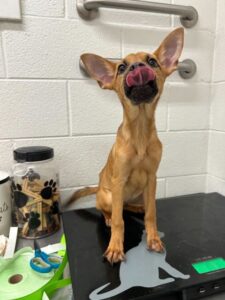 Sparkle - Young-Williams Animal Center