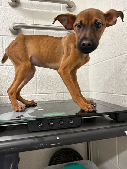 Bounty - Young-Williams Animal Center
