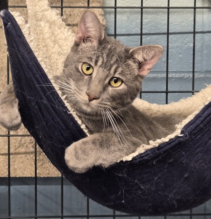 Kipling - Young-Williams Animal Center