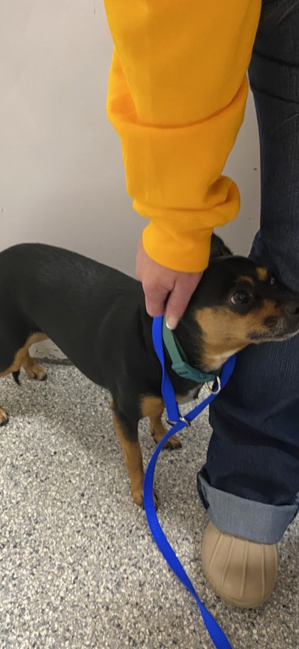 Zora - Young-Williams Animal Center