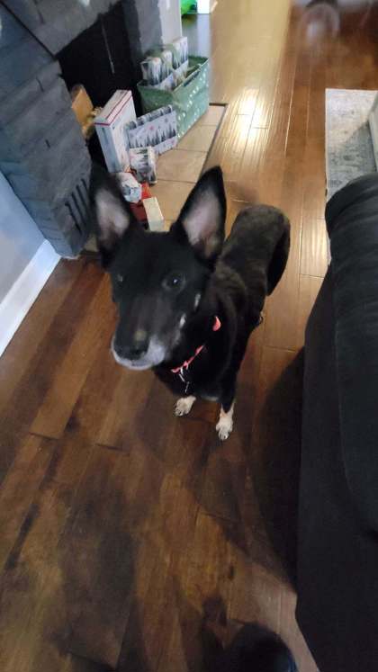 Wilma - Young-Williams Animal Center