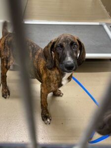 Chunk - Young-Williams Animal Center