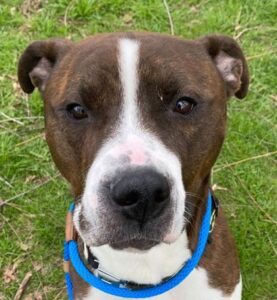Duke - Young-Williams Animal Center