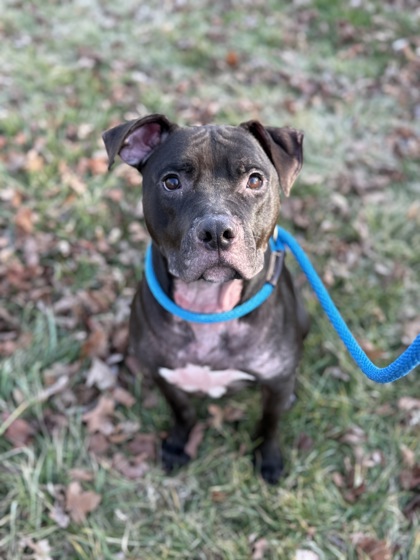 Laddy - Young-Williams Animal Center