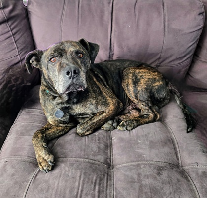 Zeus - Young-Williams Animal Center