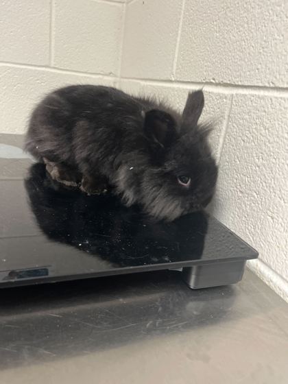 Cobbler - Young-Williams Animal Center