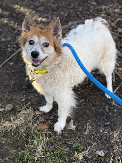 foxy - Young-Williams Animal Center